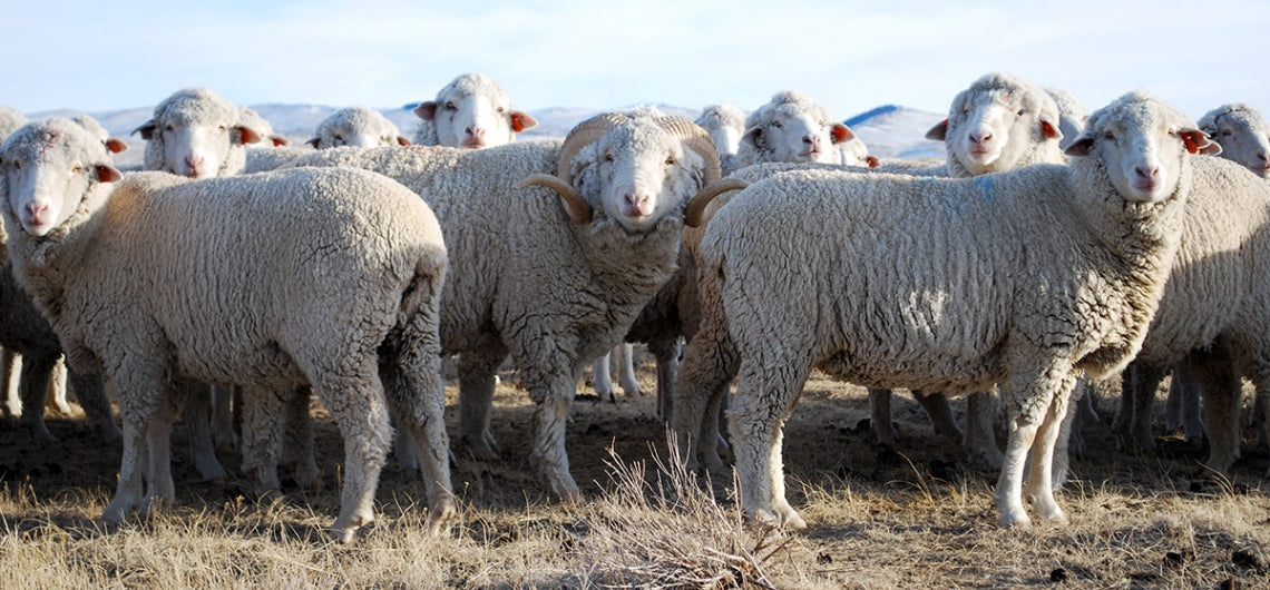 Women's Merino Wool Base Layers | RAMBLERS WAY – Page 2 – RamblersWay